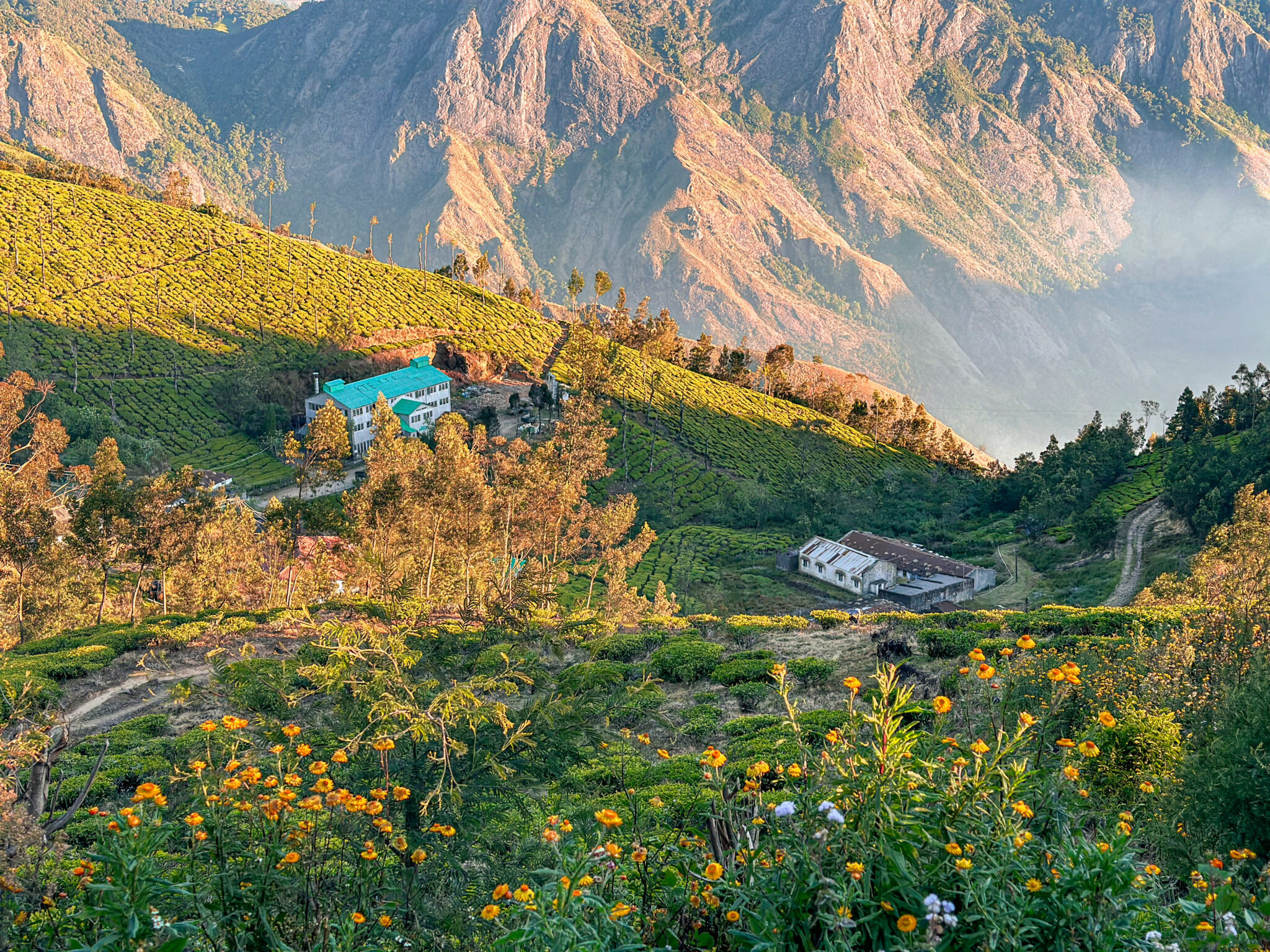 Munnar - A Complete Travel Guide - Beantown Traveller