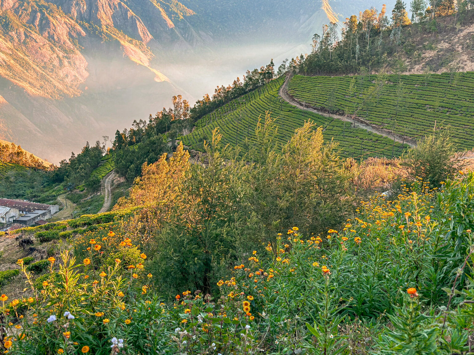 Munnar - A Complete Travel Guide - Beantown Traveller