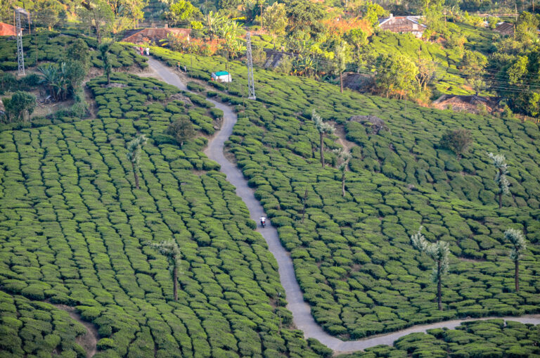 Munnar - A Complete Travel Guide - Beantown Traveller