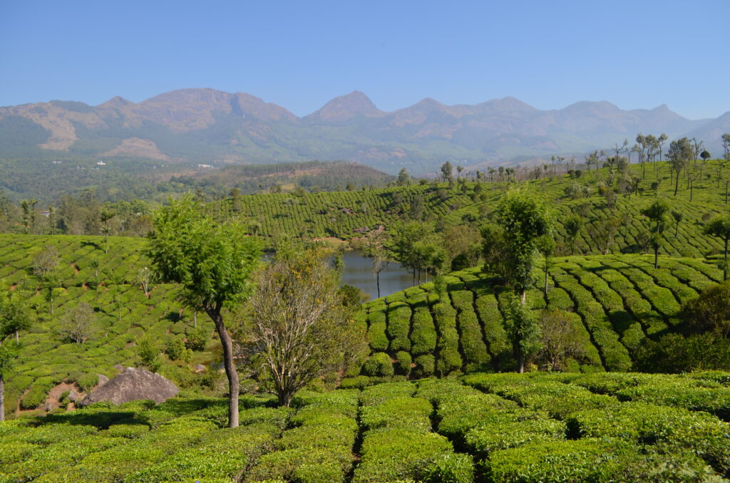 Munnar - A Complete Travel Guide - Beantown Traveller