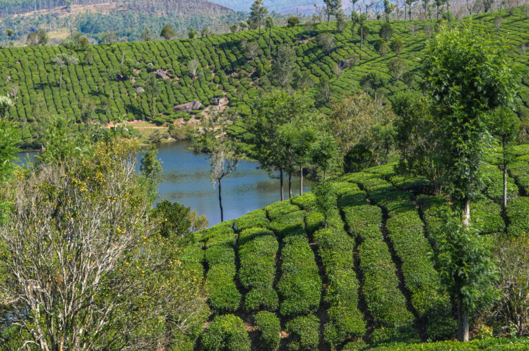 Munnar - A Complete Travel Guide - Beantown Traveller