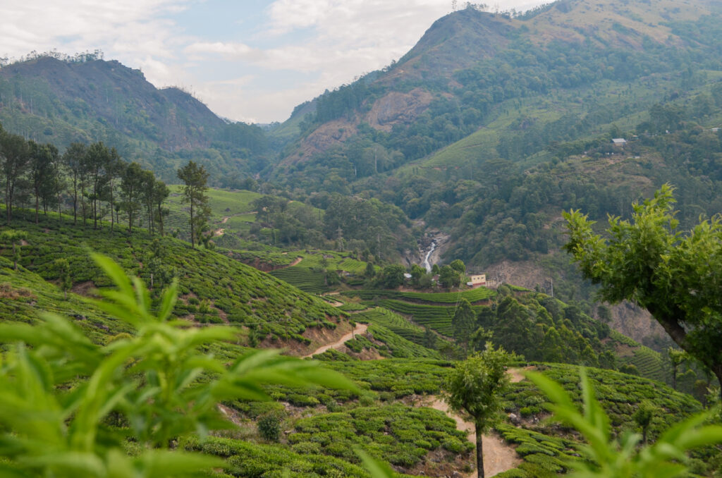 Munnar - A Complete Travel Guide - Beantown Traveller